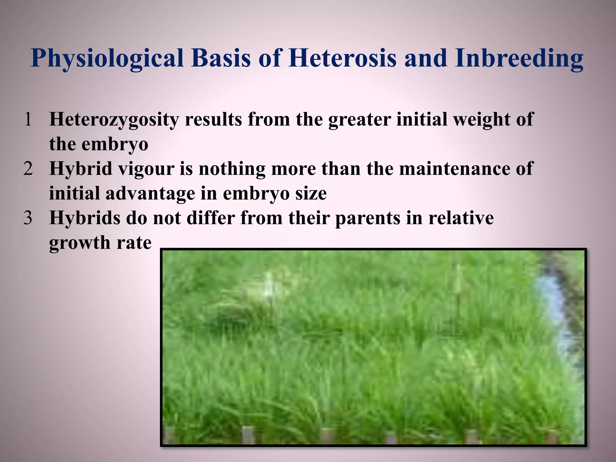 Genetical and physiological basis of heterosis and inbreeding | PPTX
