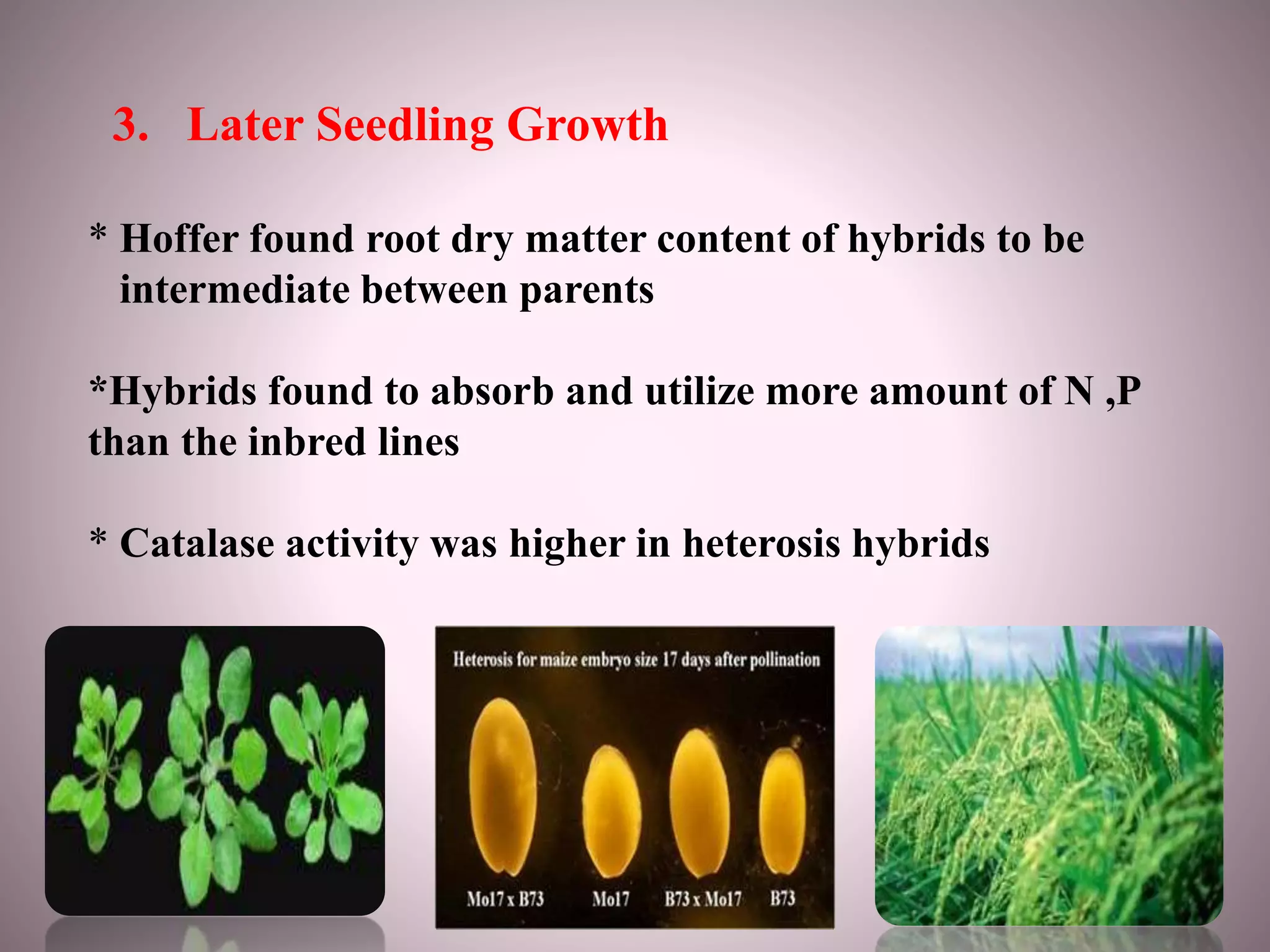 Genetical and physiological basis of heterosis and inbreeding | PPTX