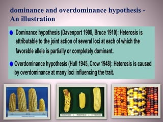 Genetical and physiological basis of heterosis and inbreeding | PPTX