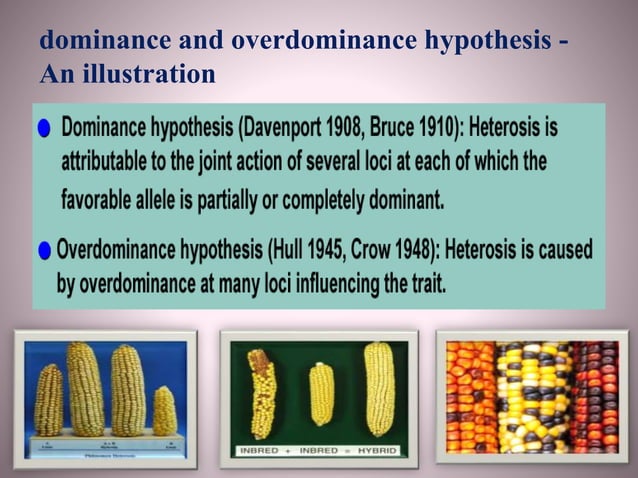 Genetical and physiological basis of heterosis and inbreeding | PPTX