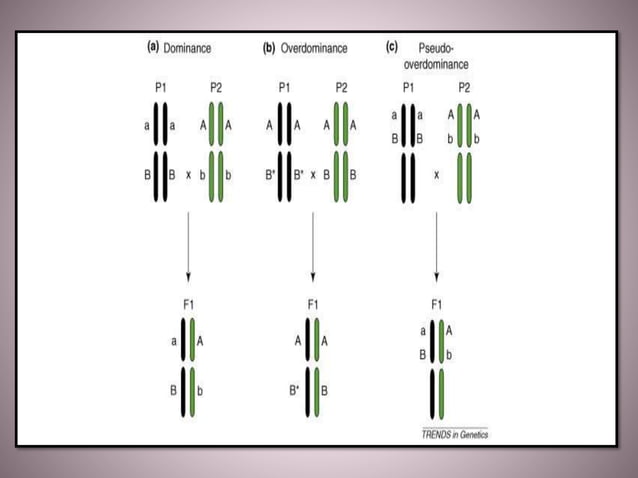 Genetical and physiological basis of heterosis and inbreeding | PPTX