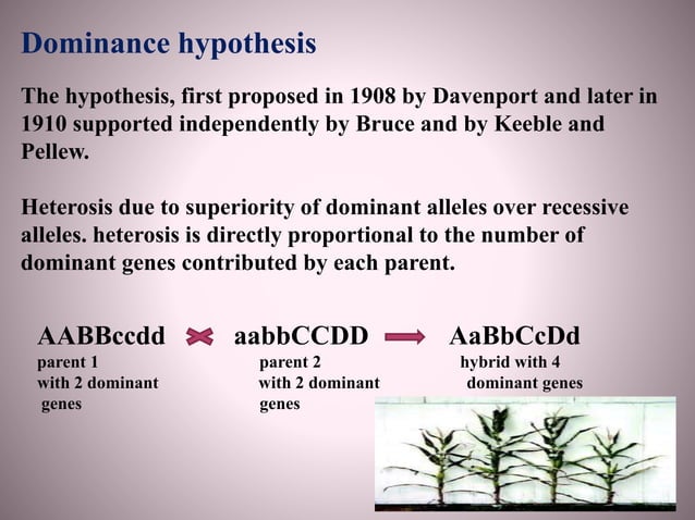 Genetical and physiological basis of heterosis and inbreeding | PPTX
