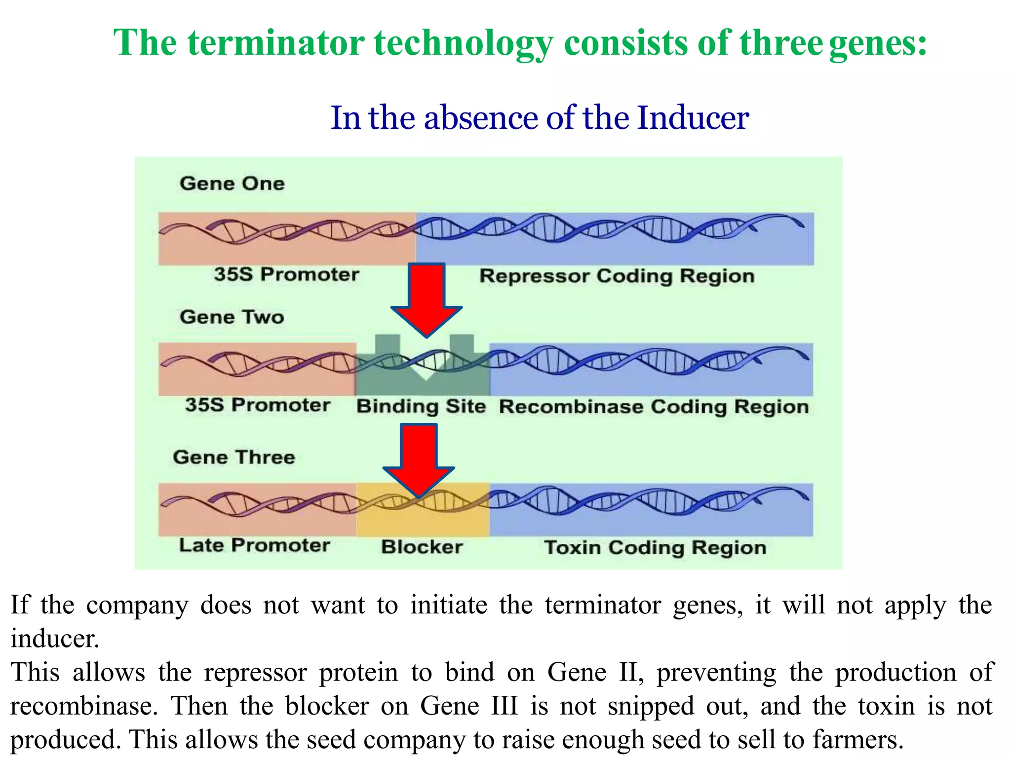 Engineering of crops and seed termination technology | PPTX