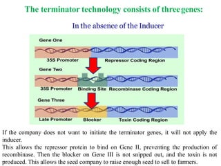 Engineering of crops and seed termination technology | PPTX
