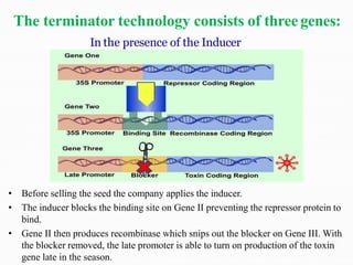 Engineering of crops and seed termination technology | PPTX