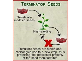Engineering of crops and seed termination technology | PPTX