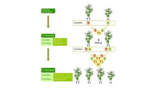 Genetic algorithm | PPTX