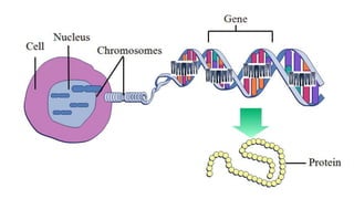 Genetic algorithm | PPTX