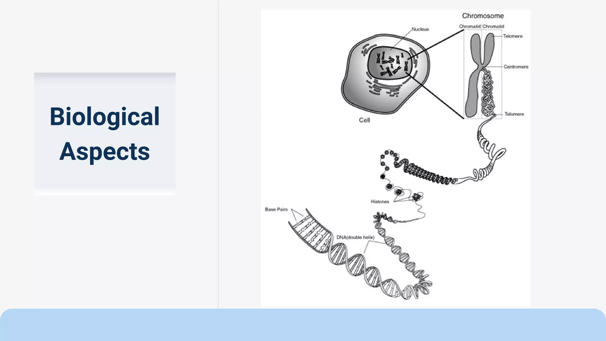 Genetic Algorithm (1).pdf | Genetics | Science