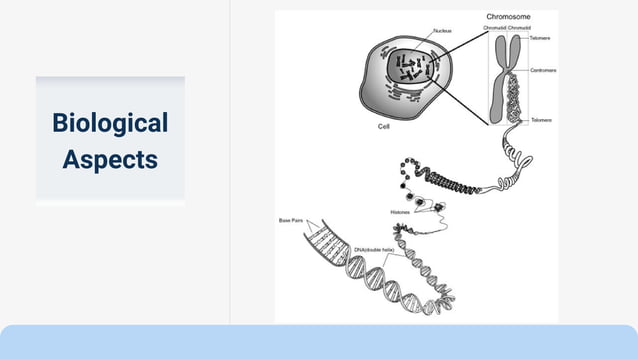 Genetic Algorithm (1).pdf | Genetics | Science