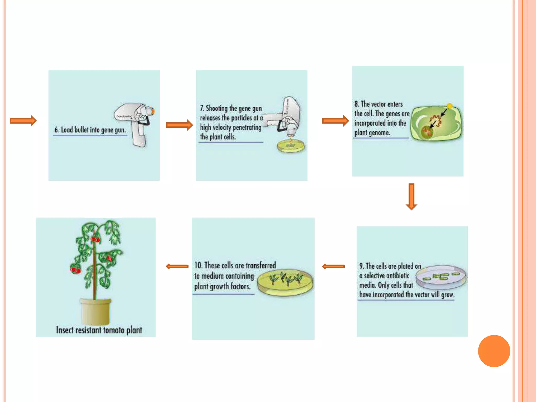 GENETICALLY MODIFIED FOODS | PPTX