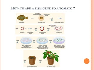 GENETICALLY MODIFIED FOODS | PPTX