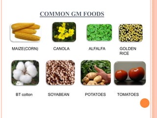 Genetically Modified Food Examples