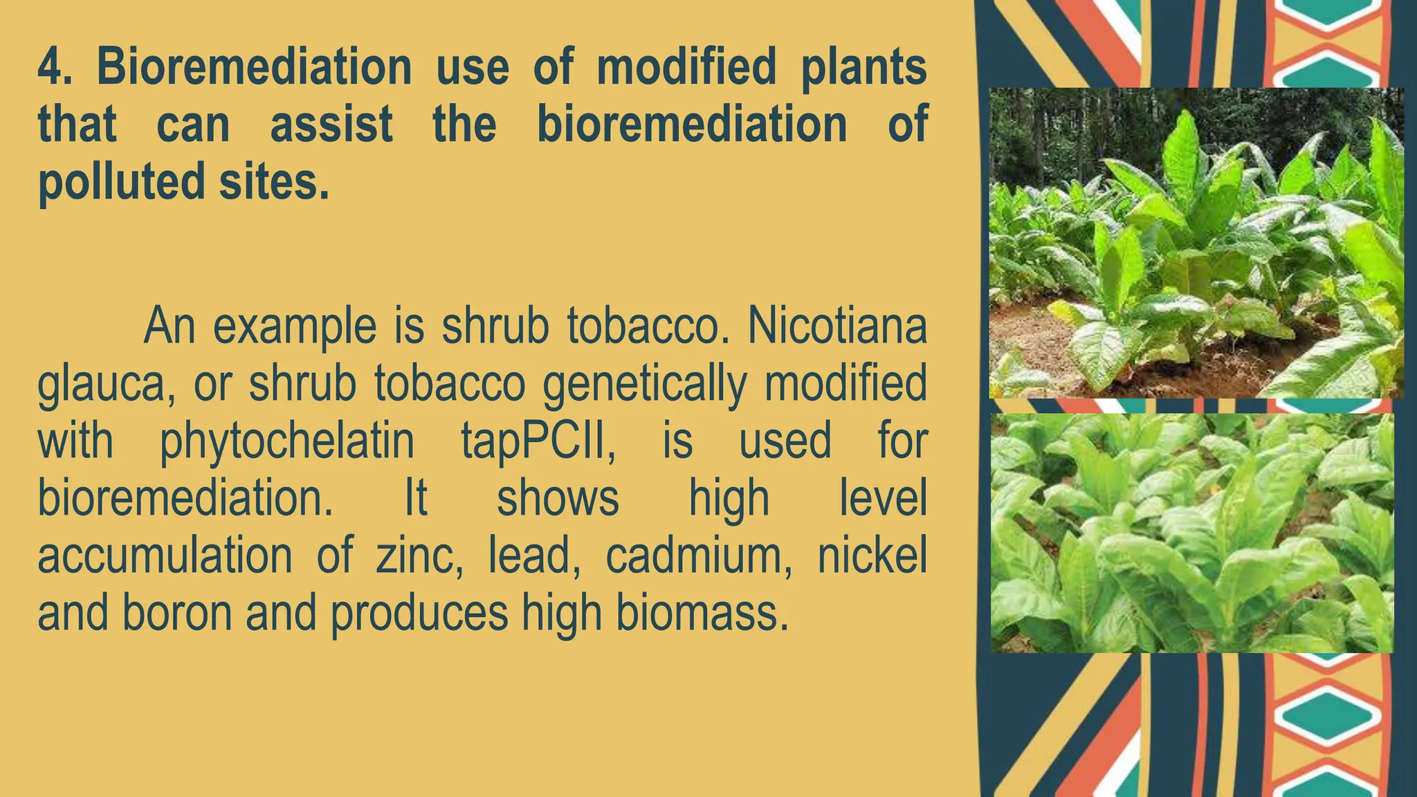 Genetically Modified Organisms (GMO).pptx