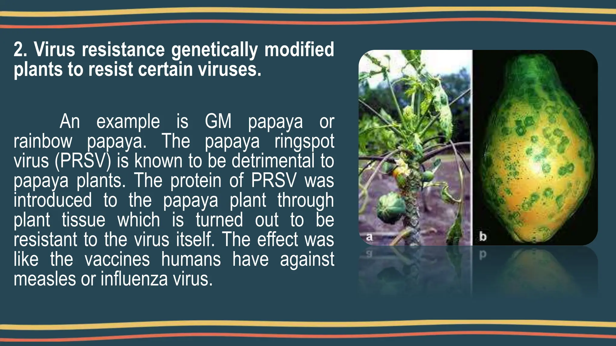 Genetically Modified Organisms (GMO).pptx
