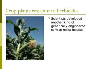 Genetically Modified Organisms (Gmo) | PPT