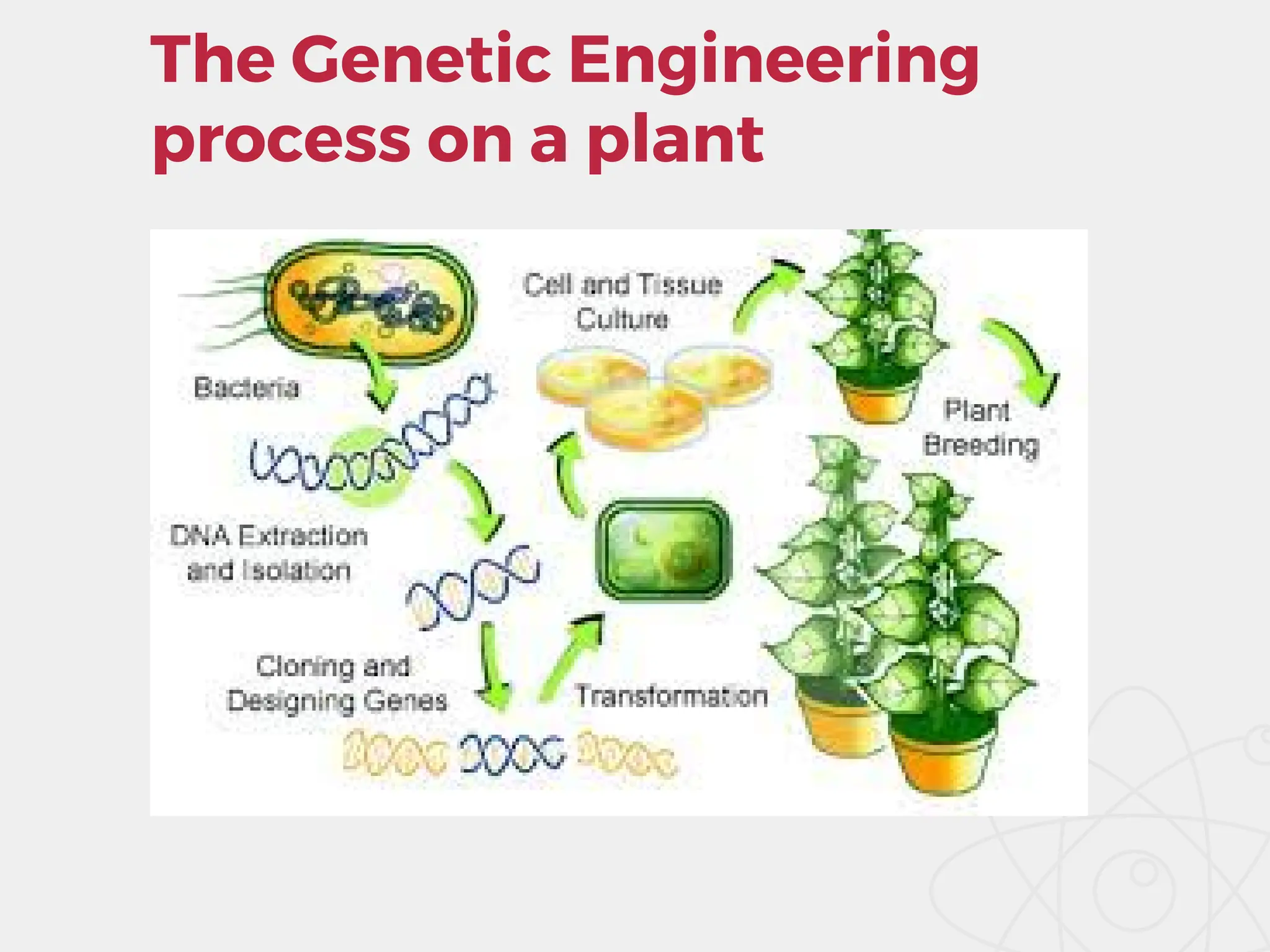 genetically-modified-organisms-gmo-s_20231027_132626_0000.pdf