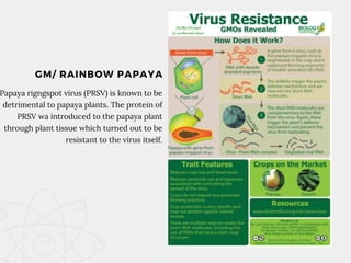 genetically-modified-organisms-gmo-s_20231027_132626_0000.pdf