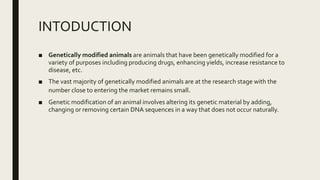 Genetically modified animals | PPTX