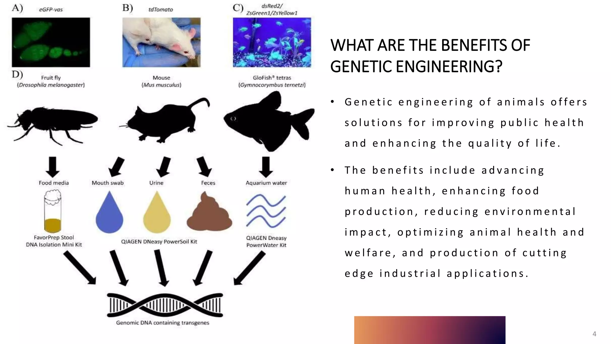 Genetically Modified Animals.pptx