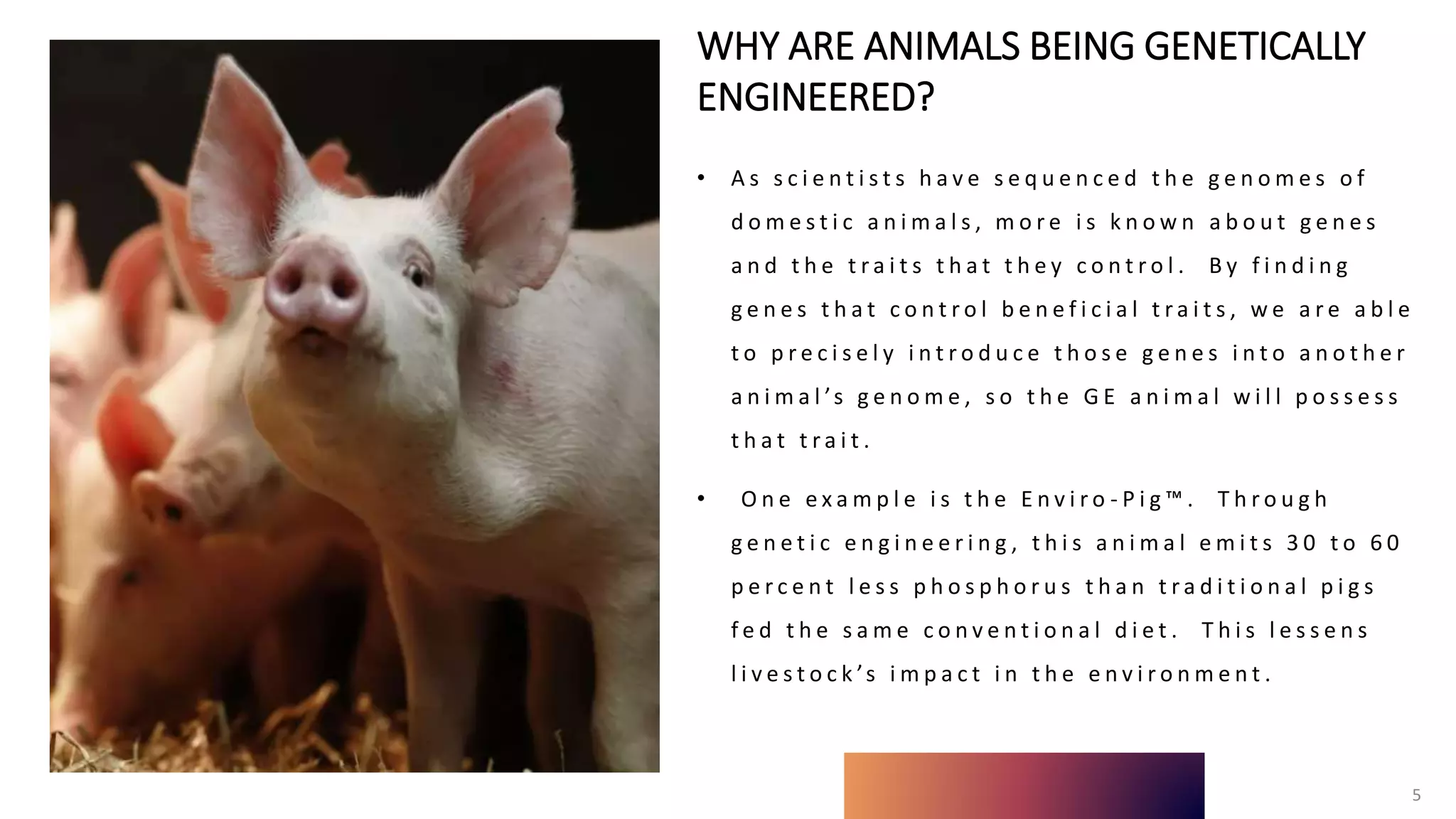 Genetically Modified Animals.pptx
