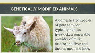 GENETICALLY MODIFIED ANIMALS IN THE PHILS.pptx