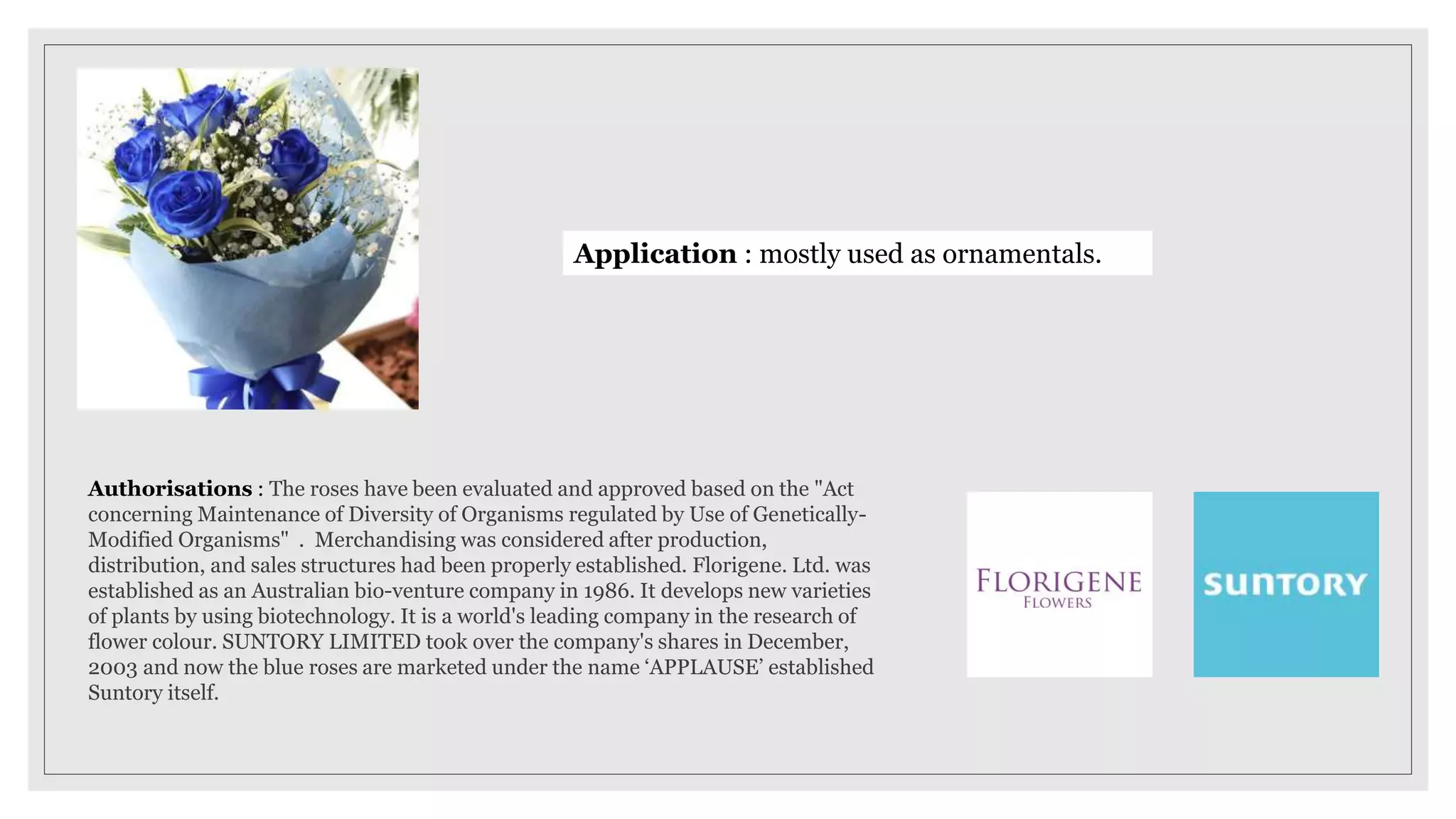 Genetically modified blue rose | PPTX