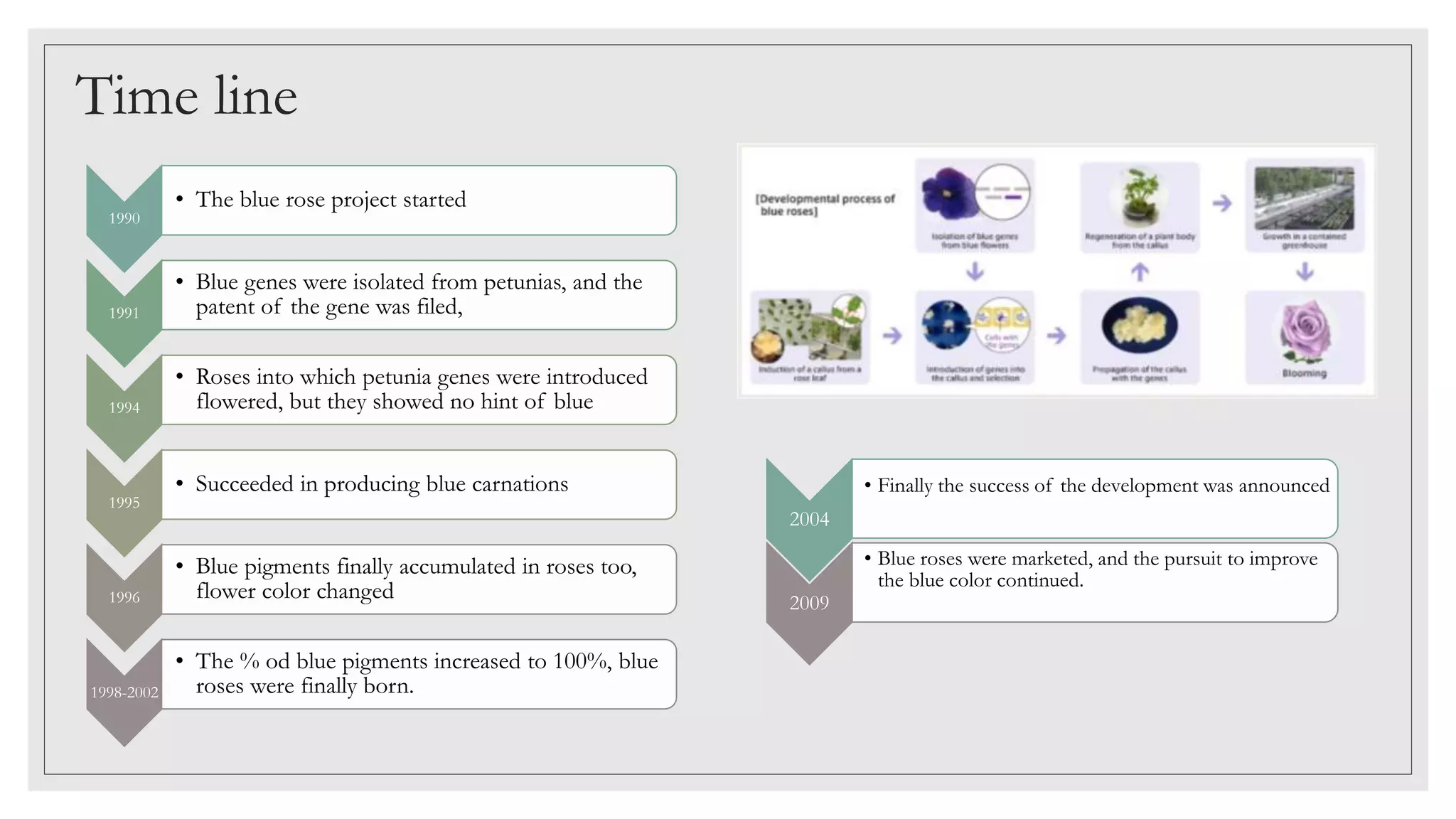 Genetically modified blue rose | PPTX