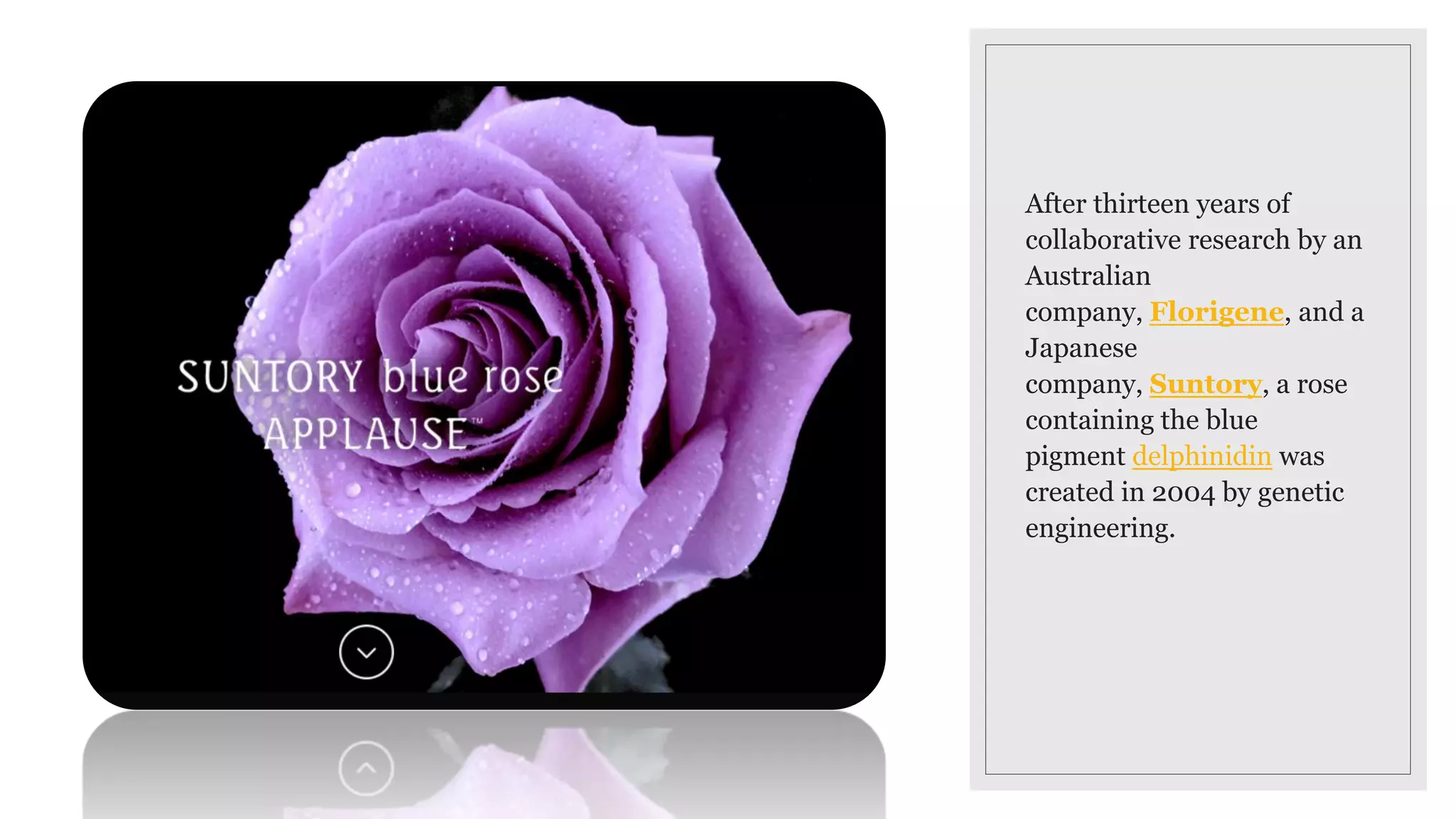 Genetically modified blue rose | PPTX