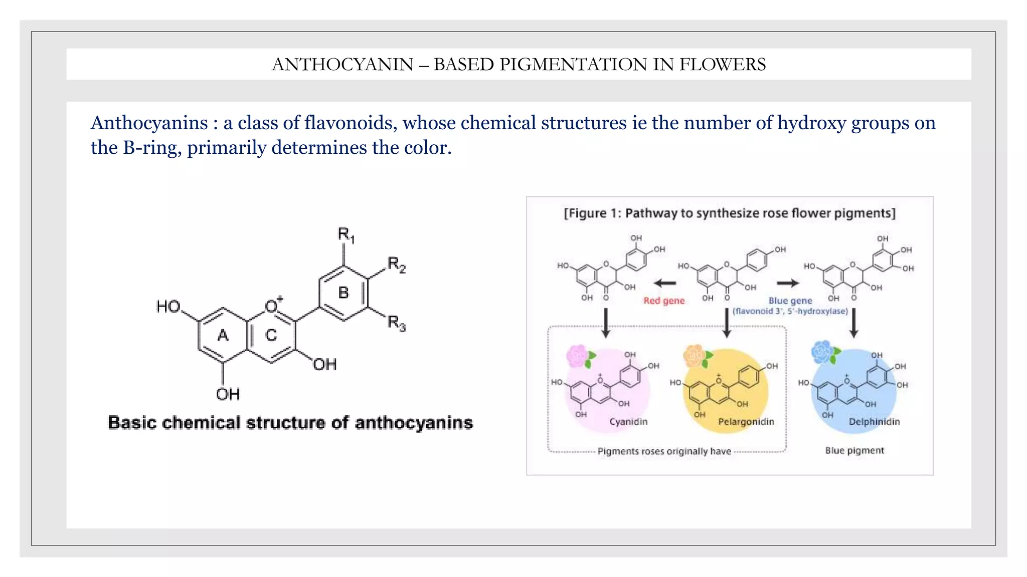 Genetically modified blue rose | PPTX