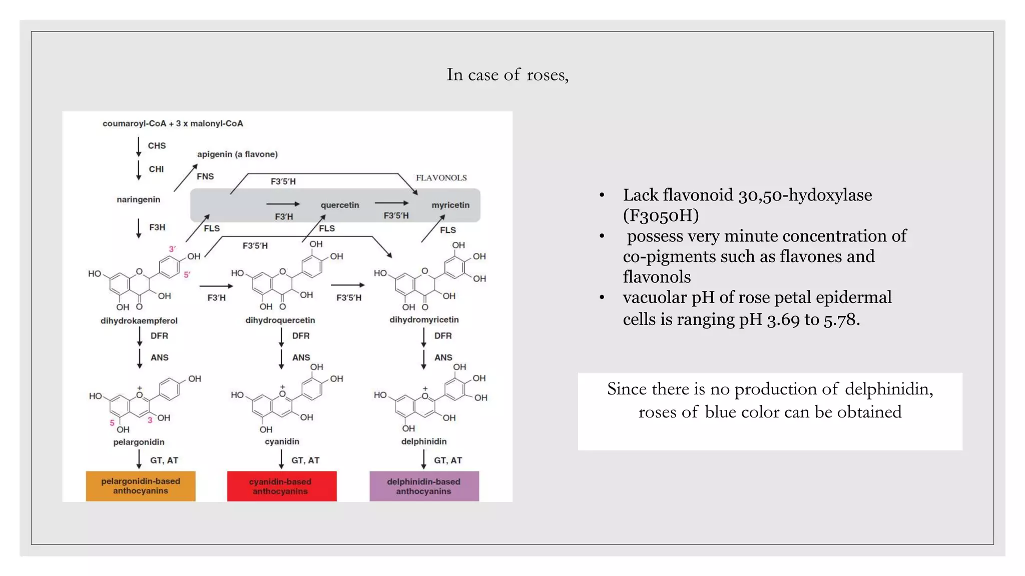 Genetically modified blue rose | PPTX
