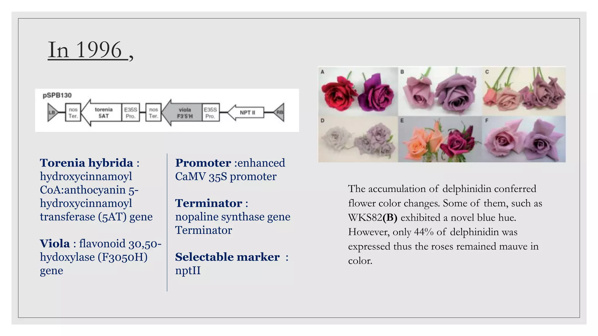 Genetically modified blue rose | PPTX