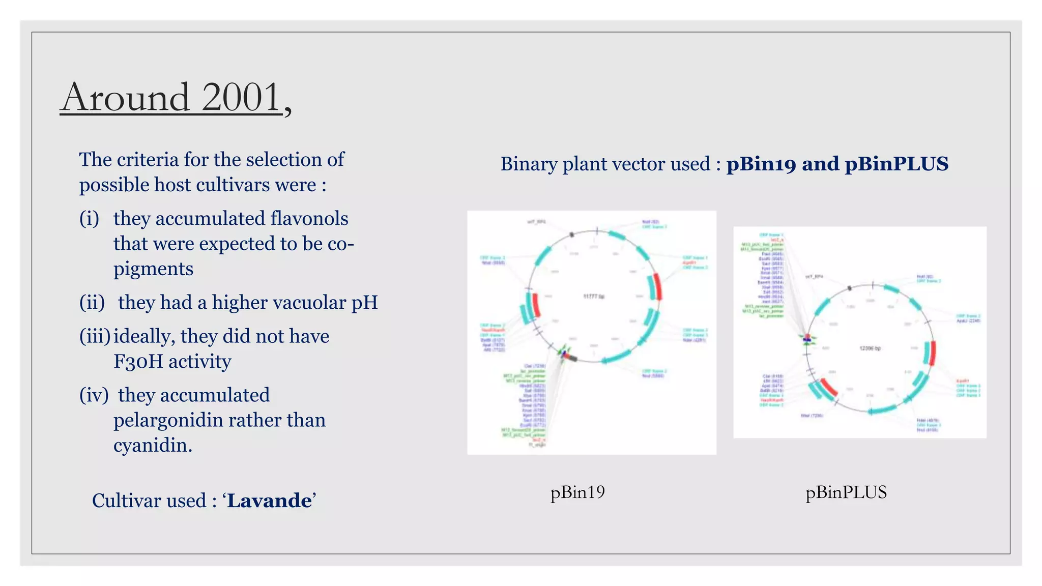 Genetically modified blue rose | PPTX