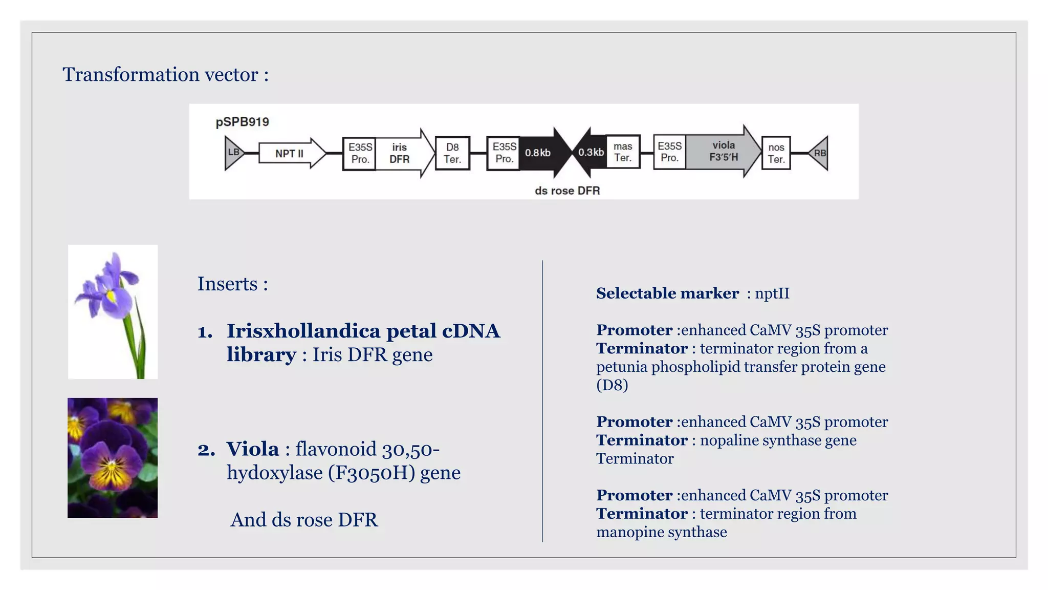 Genetically modified blue rose | PPTX