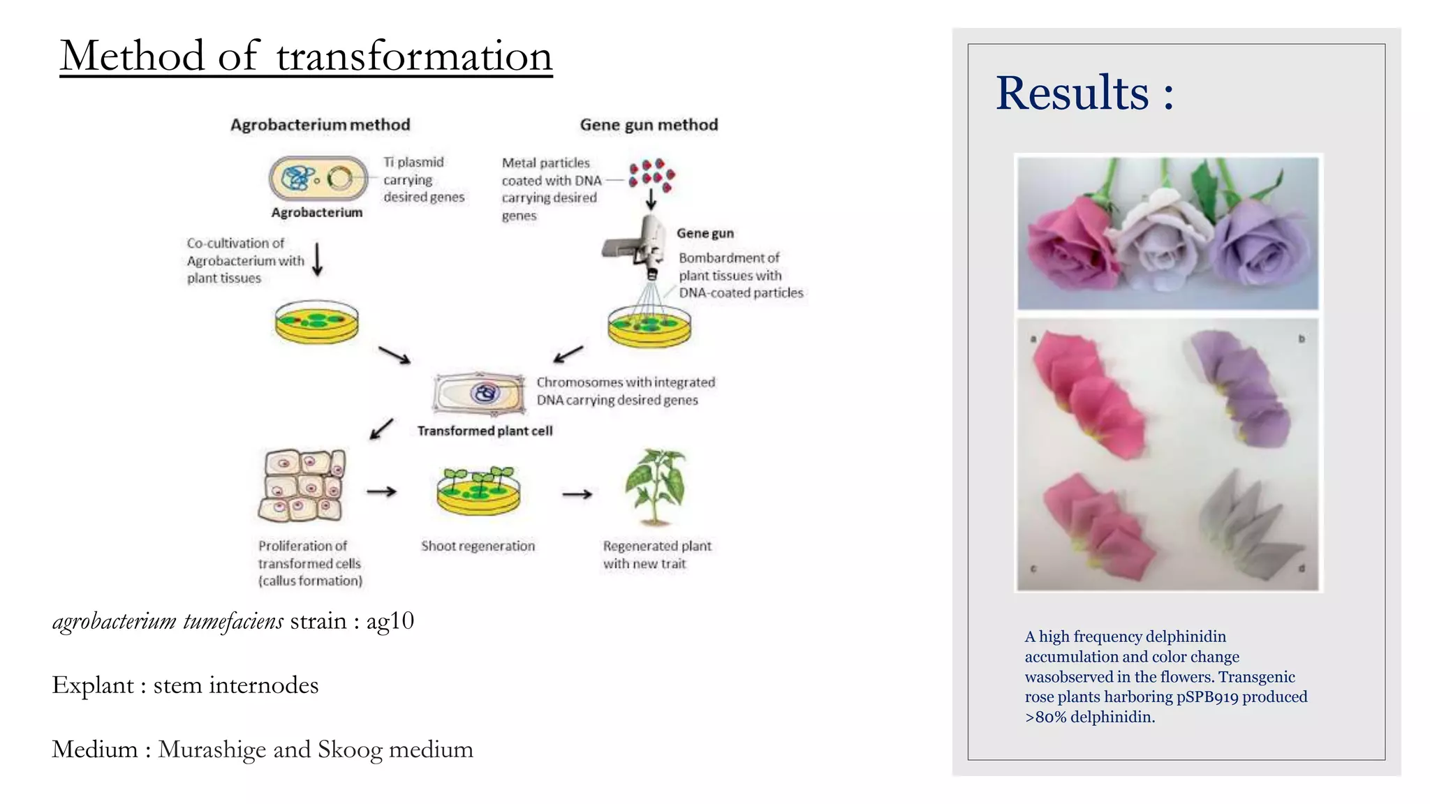 Genetically modified blue rose | PPTX