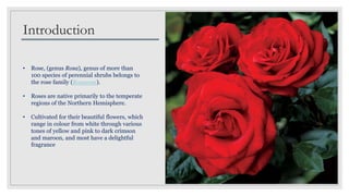 Genetically modified blue rose | PPTX