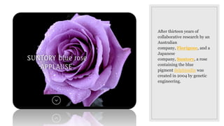 Genetically modified blue rose | PPTX