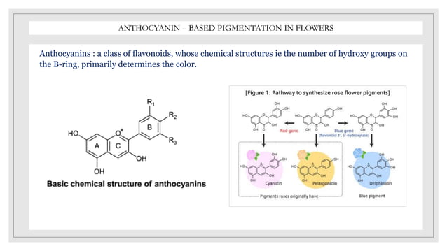 Genetically modified blue rose | PPTX