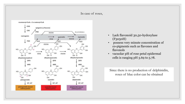 Genetically modified blue rose | PPTX