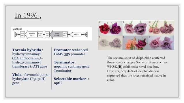 Genetically modified blue rose | PPTX