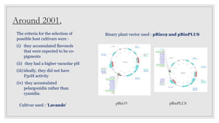 Genetically modified blue rose | PPTX