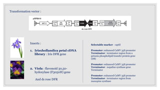 Genetically modified blue rose | PPTX
