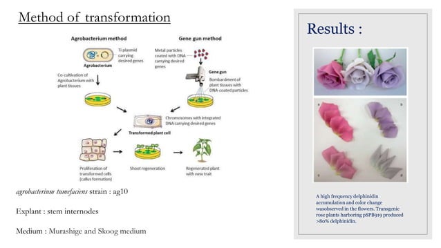 Genetically modified blue rose | PPTX