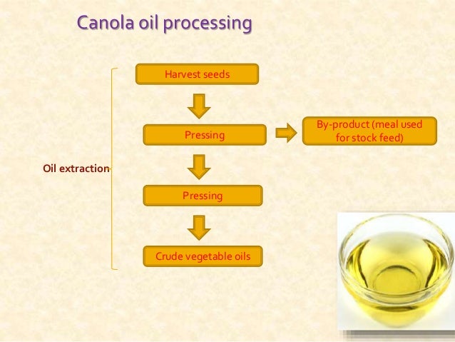 Genetically modified canola oil