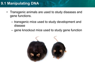 Genetically modified cattle treating Ebola.ppt