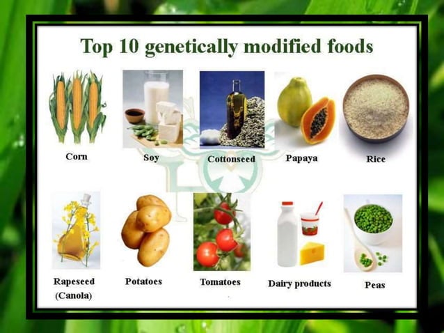 Genetically modified crop | PPTX