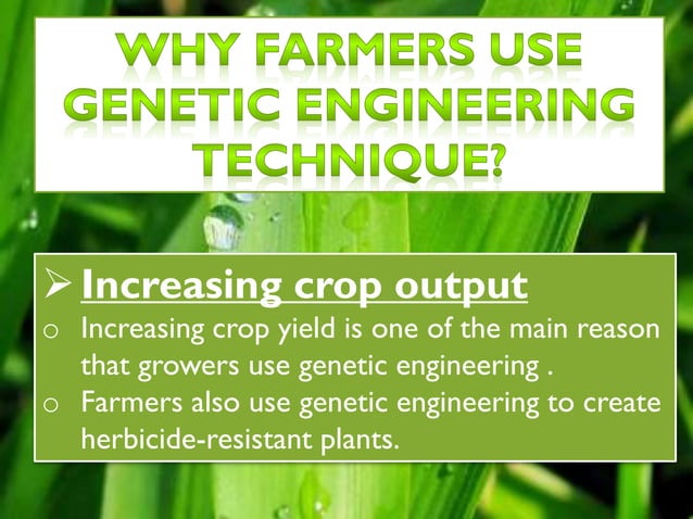 Genetically modified crop | PPTX