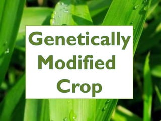 Genetically modified crop | PPTX