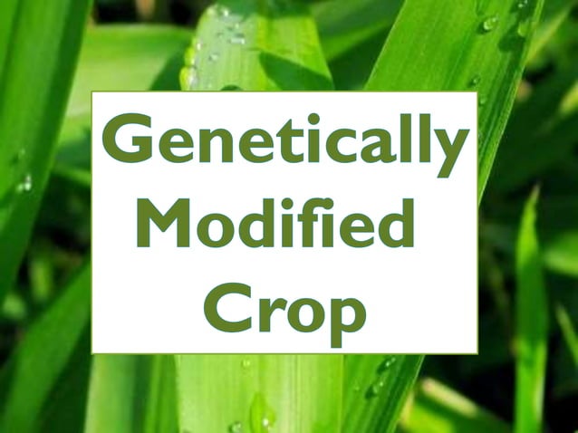Genetically modified crop | PPTX