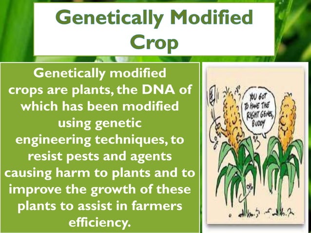 Genetically modified crop | PPT | Free Download